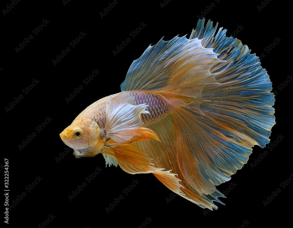 The moving moment beautiful of yellow siamese fighting fish in Thailand ...