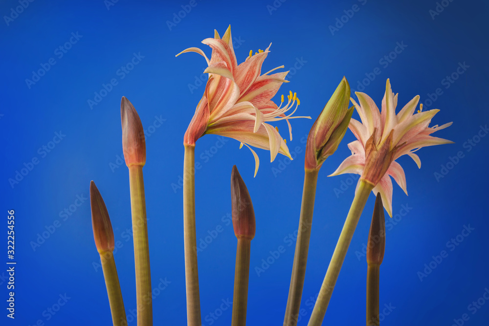 Blue Amaryllis Flowers