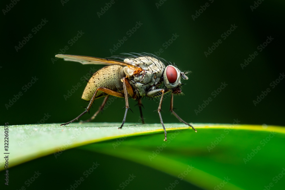 Exotic Drosophila Fly Diptera Parasite Insect Macro Stock Photo | Adobe ...
