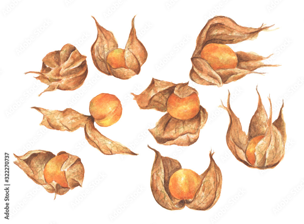 Physalis fruit berry set. Groundcherries, Inca berry, Cape gooseberry ...