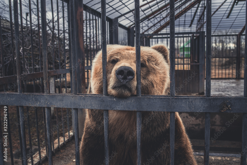 Brown bear behind bars in zoo cage. Big upset brown bear in capture of ...