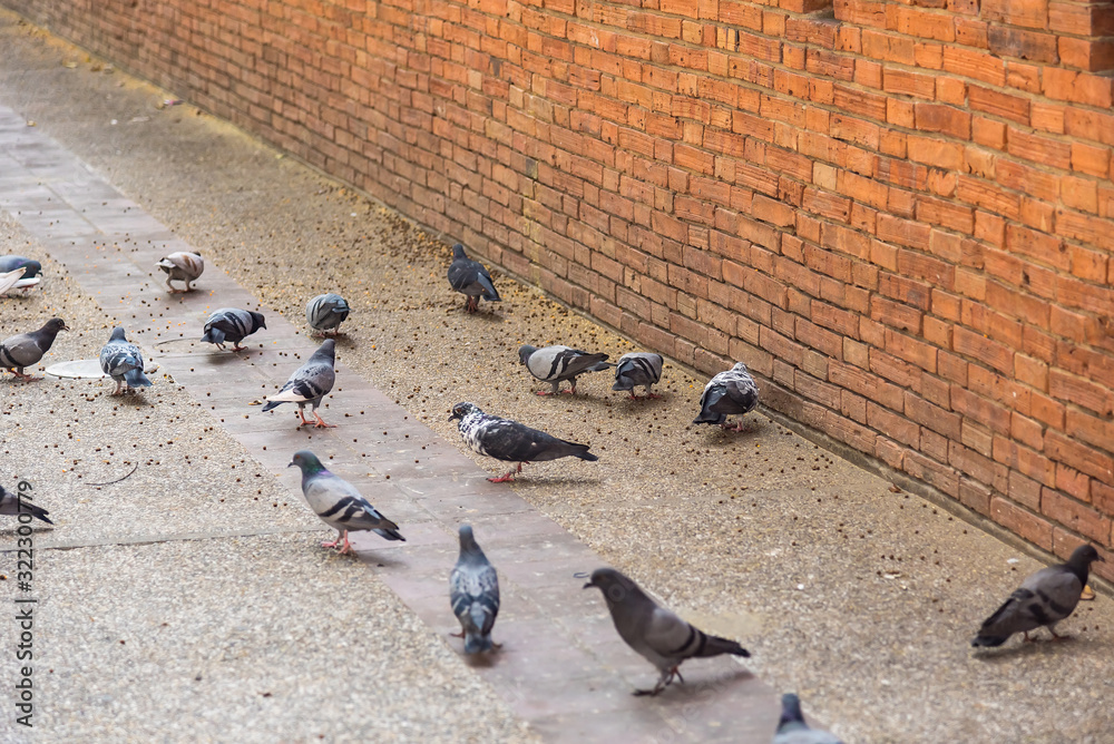 Pigeons at "Tha Phae" Gate is the most famous landmarks in Chiang Mai ...