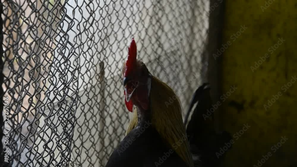 Close up of golden rooster crowing on traditional rural barnyard in the ...