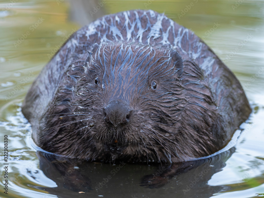 The Eurasian beaver (Castor fiber) or European beaver is a beaver ...