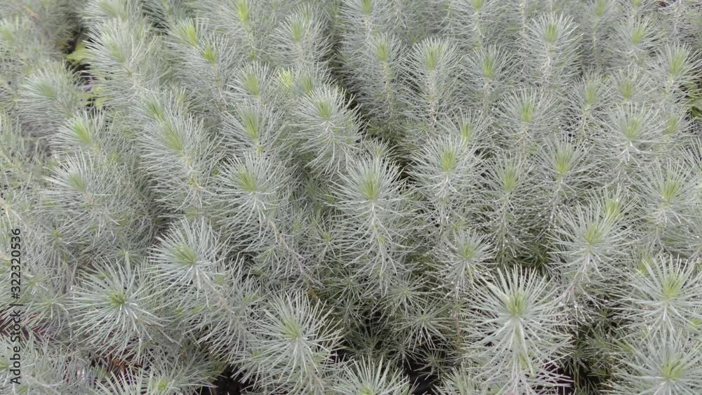 Seedlings of stone pine, botanical name Pinus pinea, also known as the ...