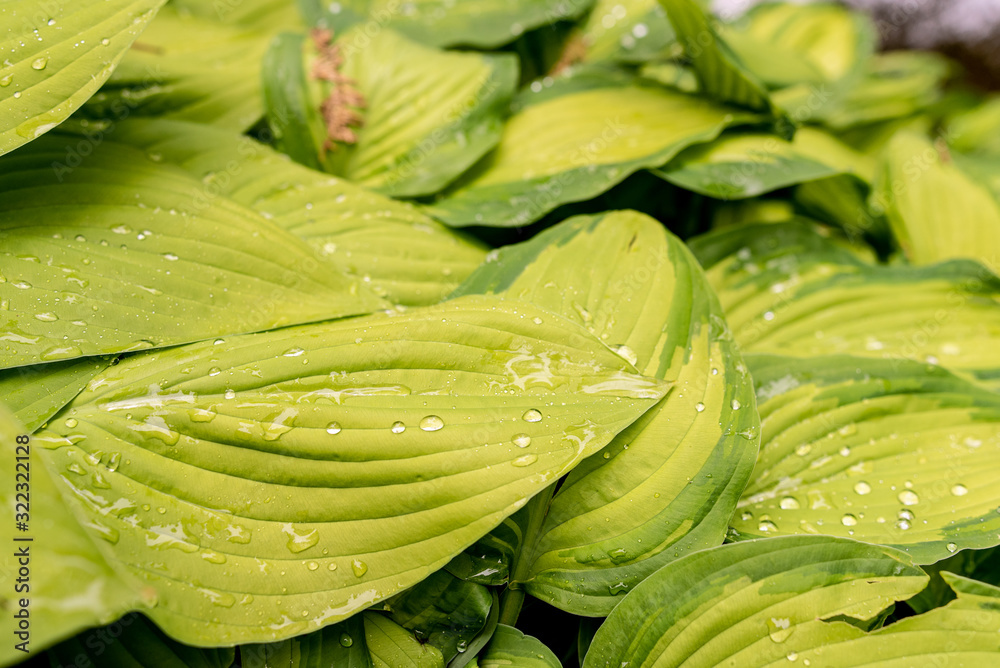 The water droplet on aquatic ferns, giant salvinia or kariba weed after ...