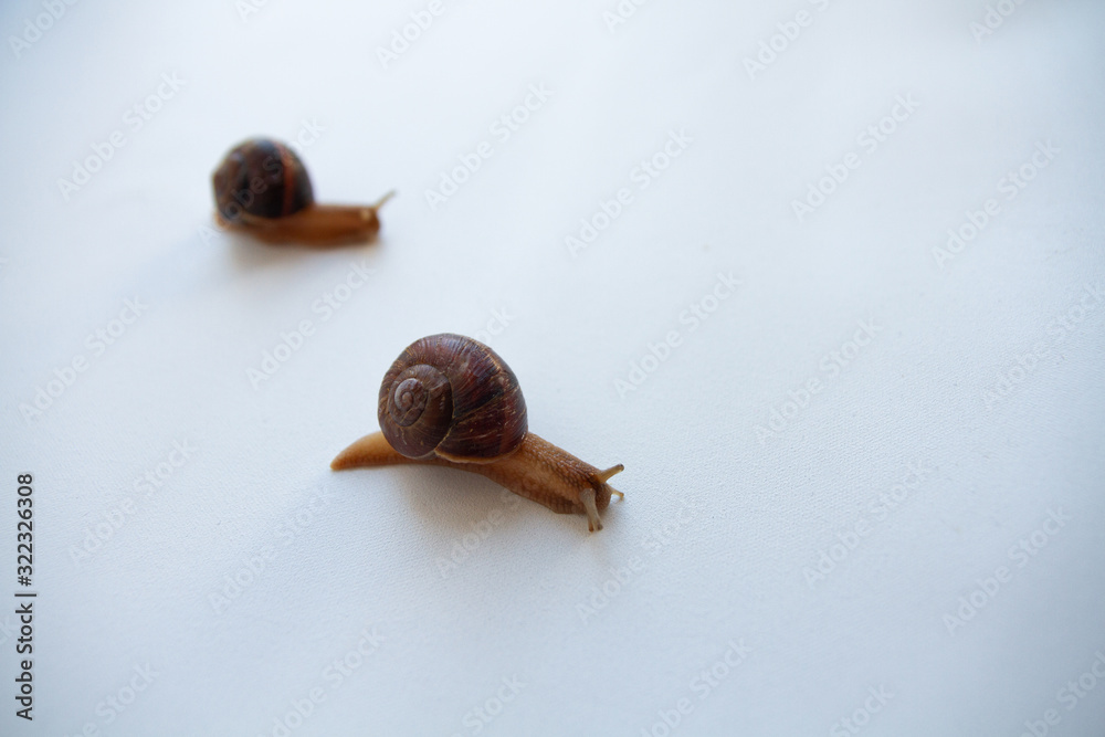 Competition - the first snail overtook the second snail, which is ...