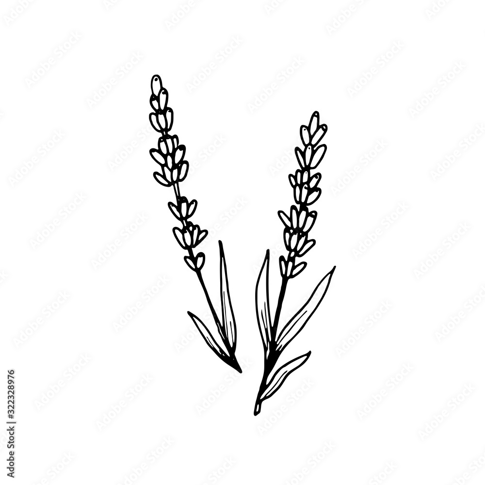 Lovely lavender icon . Botanical element for health and beauty natural ...