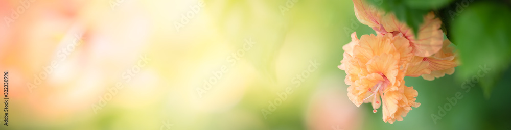 Nature of flower in garden using as cover page background natural flora ...