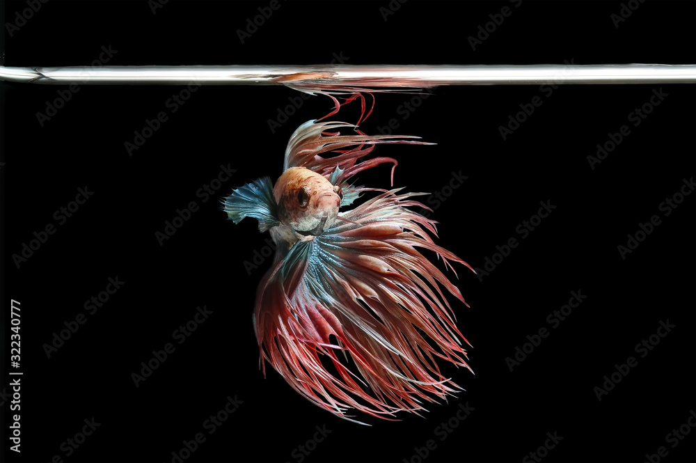 White red and blue crowntail , White red and blue betta fish, Siamese ...