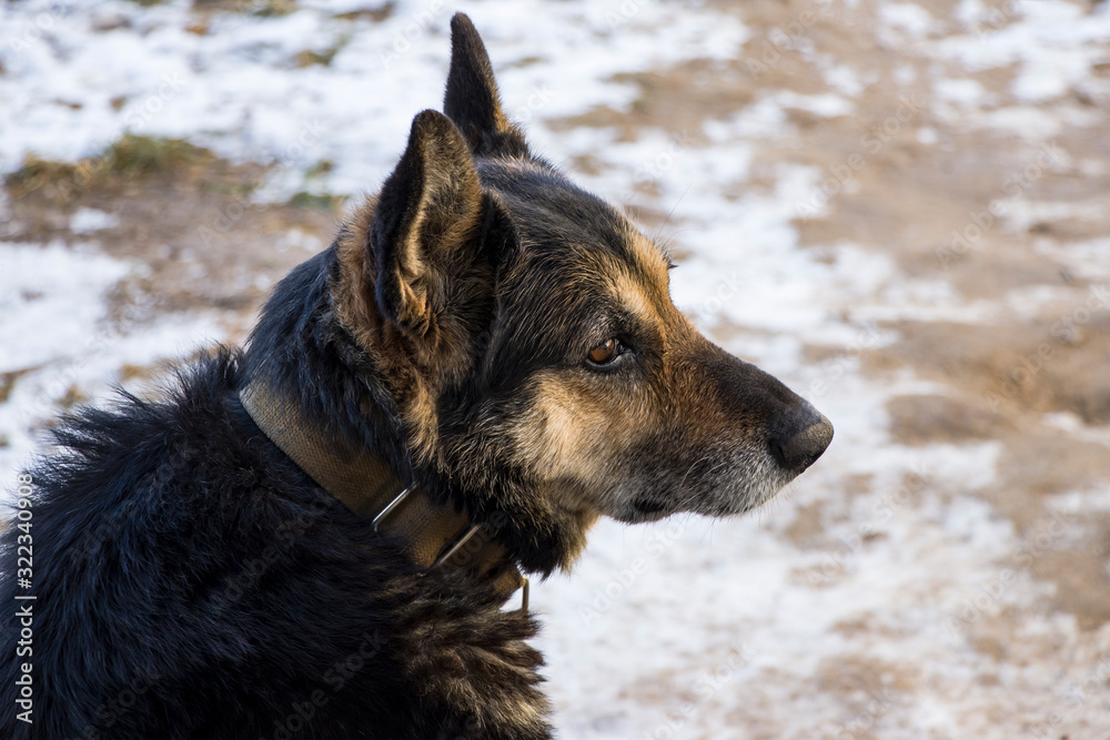 German Shepherd. A very sad dog is waiting for its owner. Lone watchdog ...