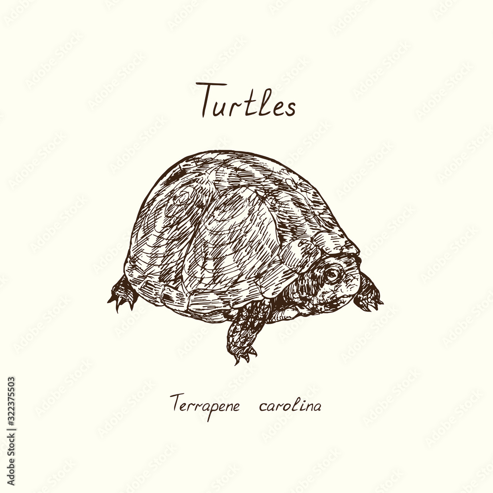 Tutles collection, common box turtle (Terrapene carolina), hand drawn ...