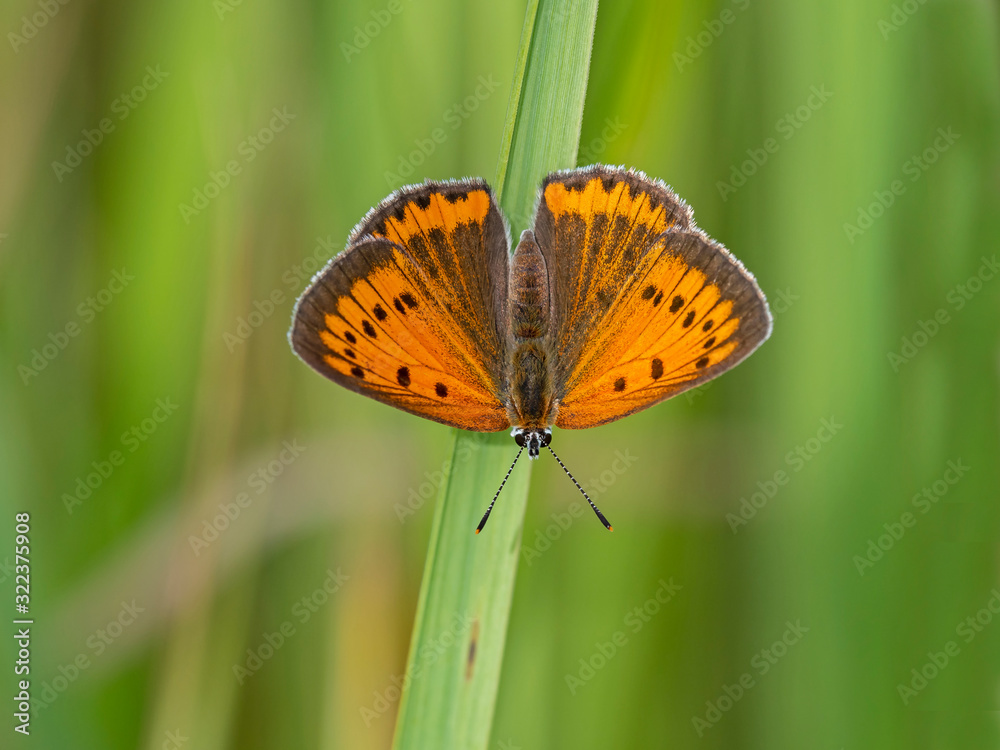 The large copper (Lycaena dispar) is a butterfly of the family ...