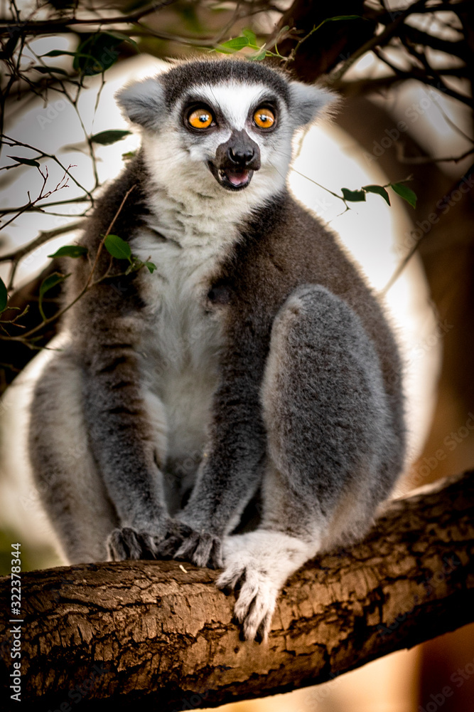 Lemur Madagascar The ring-tailed lemur is a large strepsirrhine primate ...