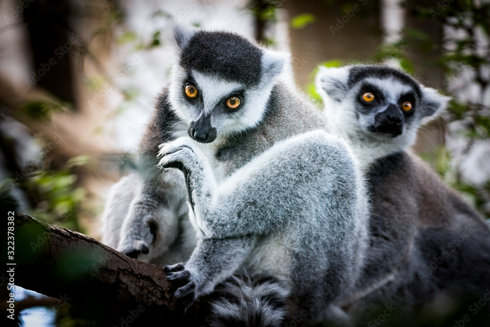 Lemur Madagascar The ring-tailed lemur is a large strepsirrhine primate ...
