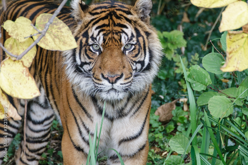 Experienced sumatra tigers with mustache hair look directly into the ...