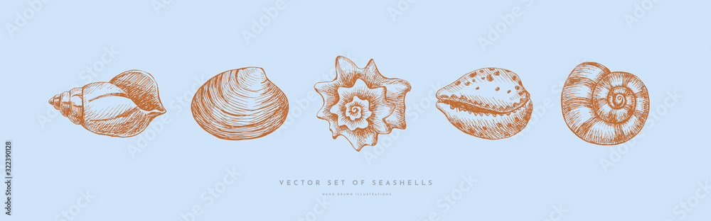 Set of hand-drawn realistic seashells. Shells of mollusks of various ...