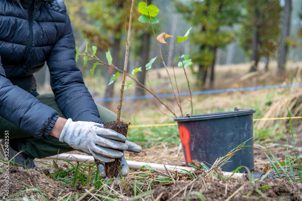 helping the forest after an ecological disaster by planting out young ...