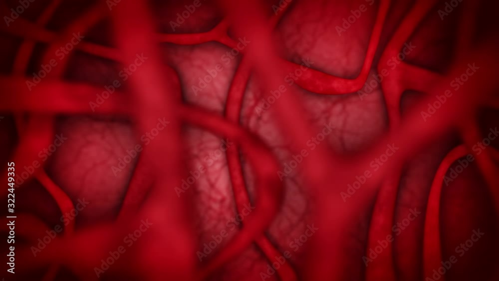 Human cardio vascular system with red blood vessels. Heart beat ...