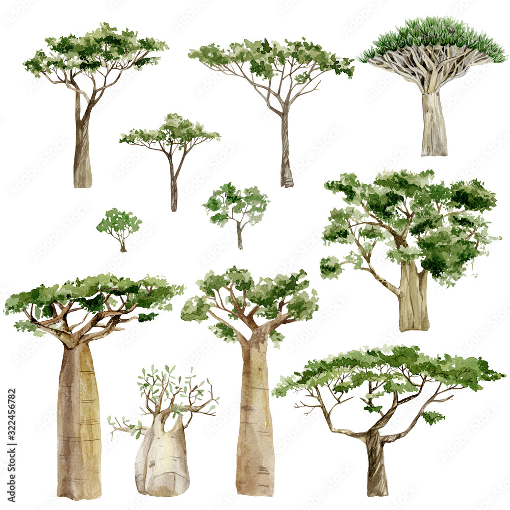 Watercolor Africa trees set. Hand drawn illustration southern trees in ...
