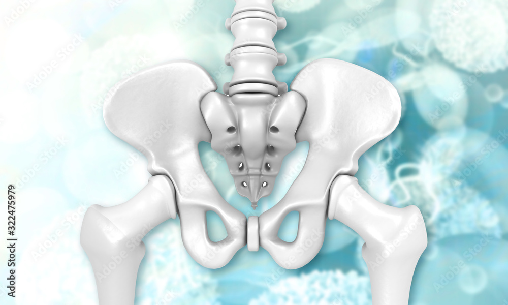 Human pelvis on science background. 3d illustration Stock Illustration ...