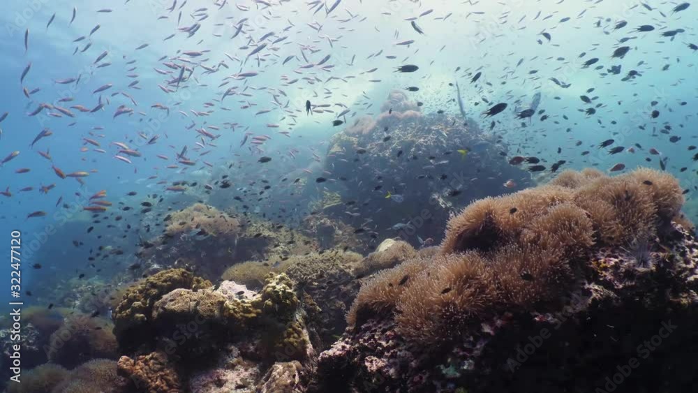Underwater cliffs overgrown with corals and sea anemones. Many fish of ...