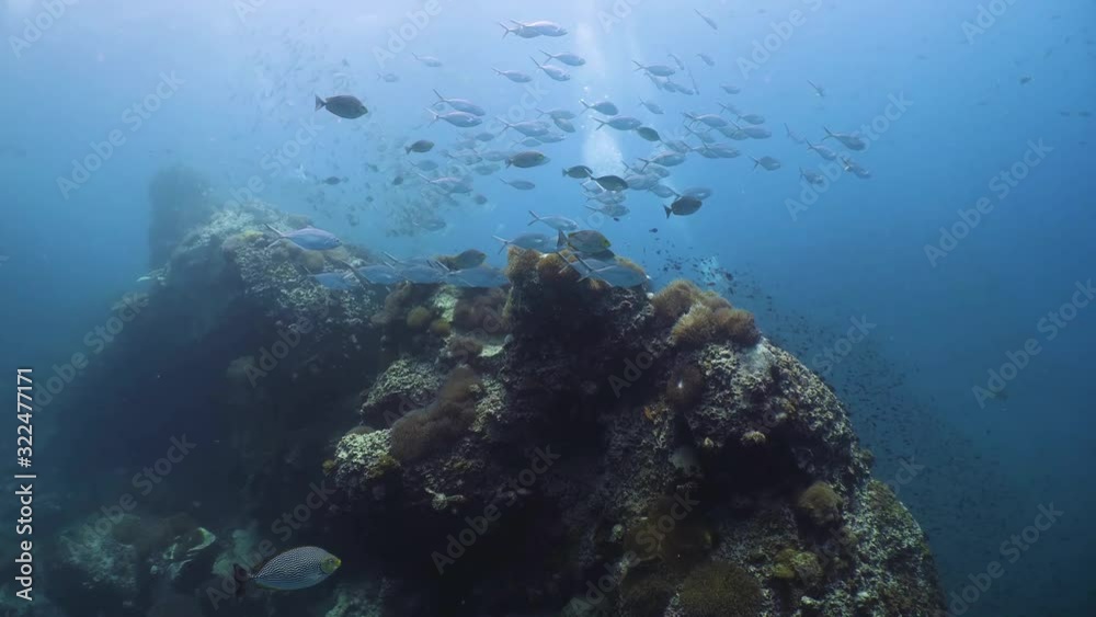 Underwater cliffs overgrown with corals and sea anemones. Many fish of ...