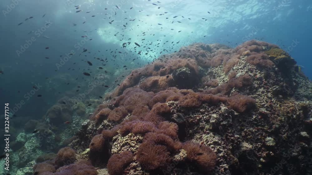 Underwater cliffs overgrown with corals and sea anemones. Many fish of ...