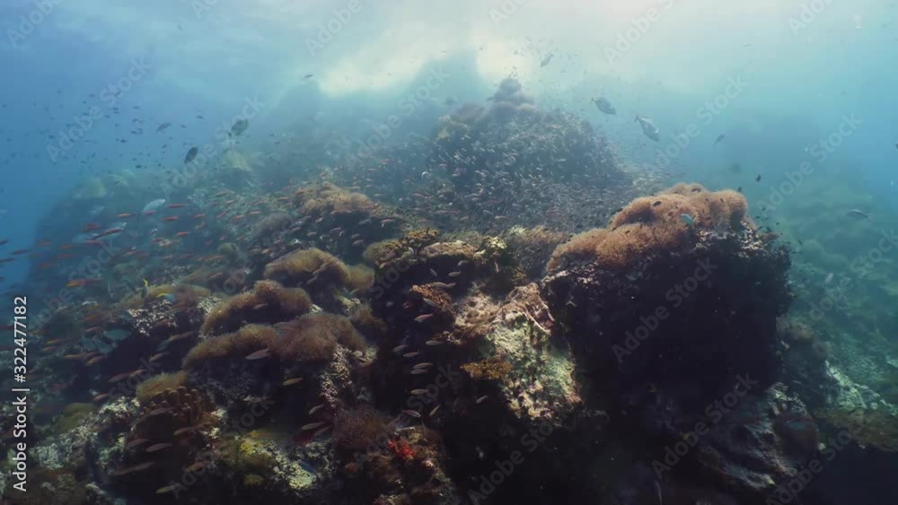Underwater cliffs overgrown with corals and sea anemones. Many fish of ...