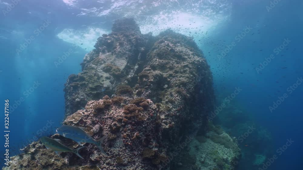 Underwater cliffs overgrown with corals and sea anemones. Many fish of ...
