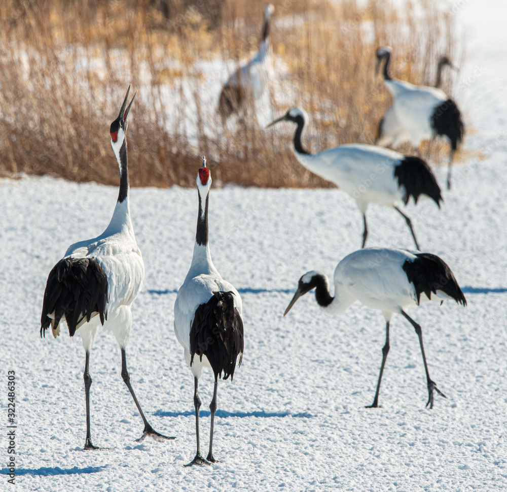 Dancing Cranes. The ritual marriage dance of cranes. The red-crowned ...