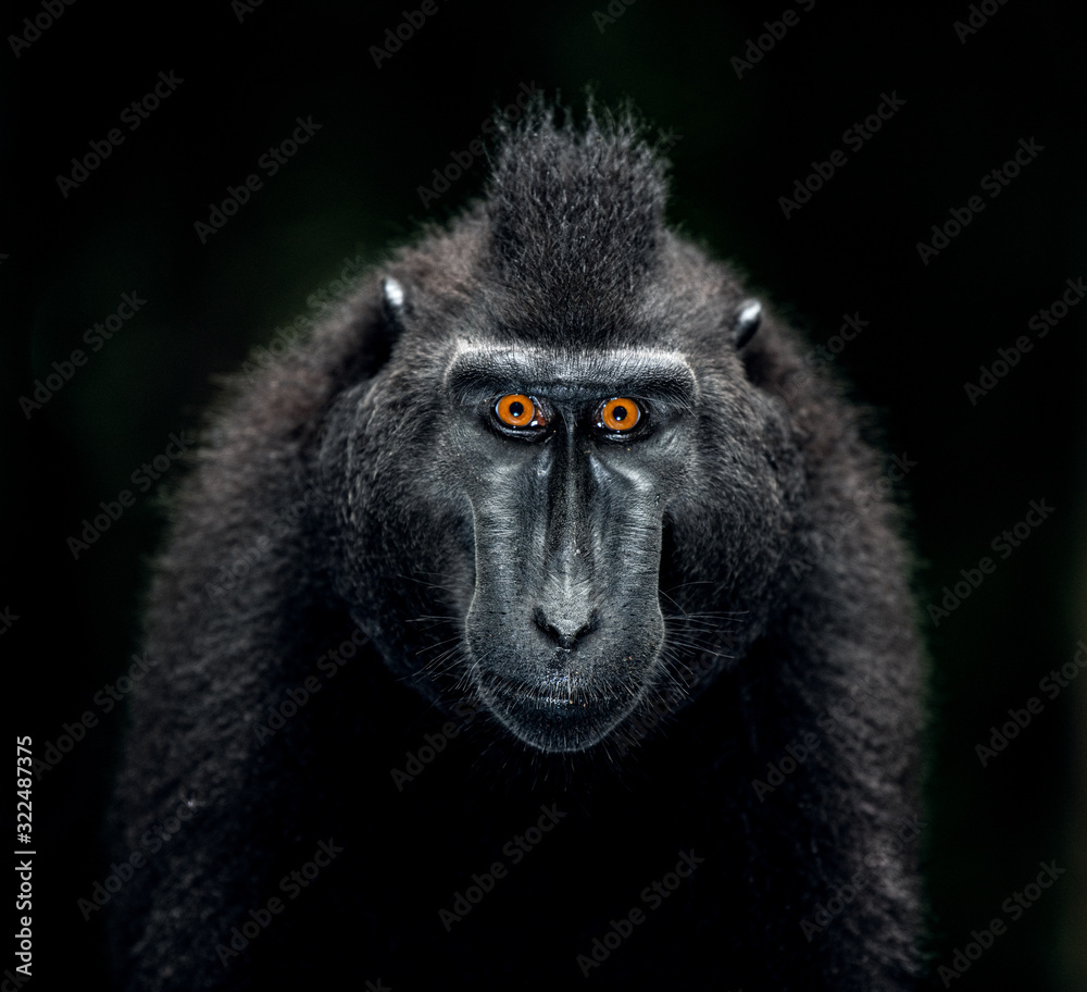 The Celebes crested macaque. Close up portrait, front view, dark ...