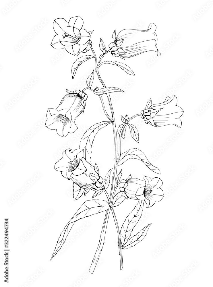 Black and white vector illustration of a bellflower outline.Botanical ...