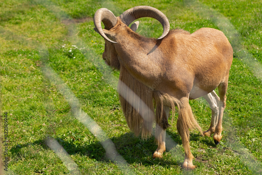 The great horned ram boasts greatness with its horns. Stock Photo ...