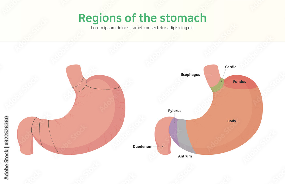 Regions of the stomach. Sections of human stomach. Stock Vector | Adobe ...