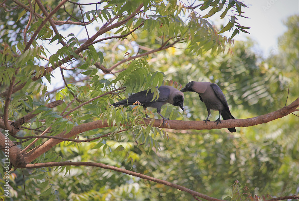 The house crow (Corvus splendens), also known as the Indian, Ceylon or ...