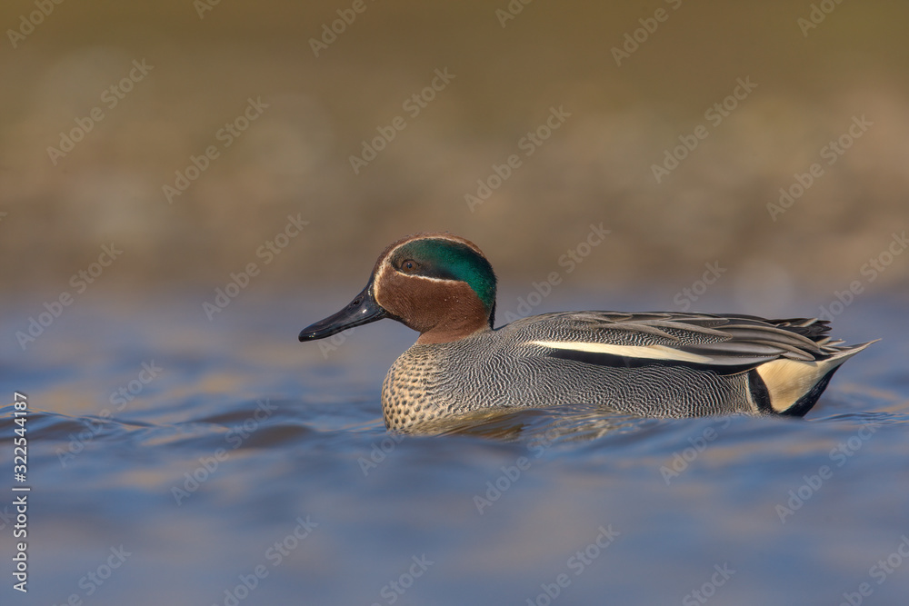 The Eurasian teal, common teal, or Eurasian green-winged teal (Anas ...