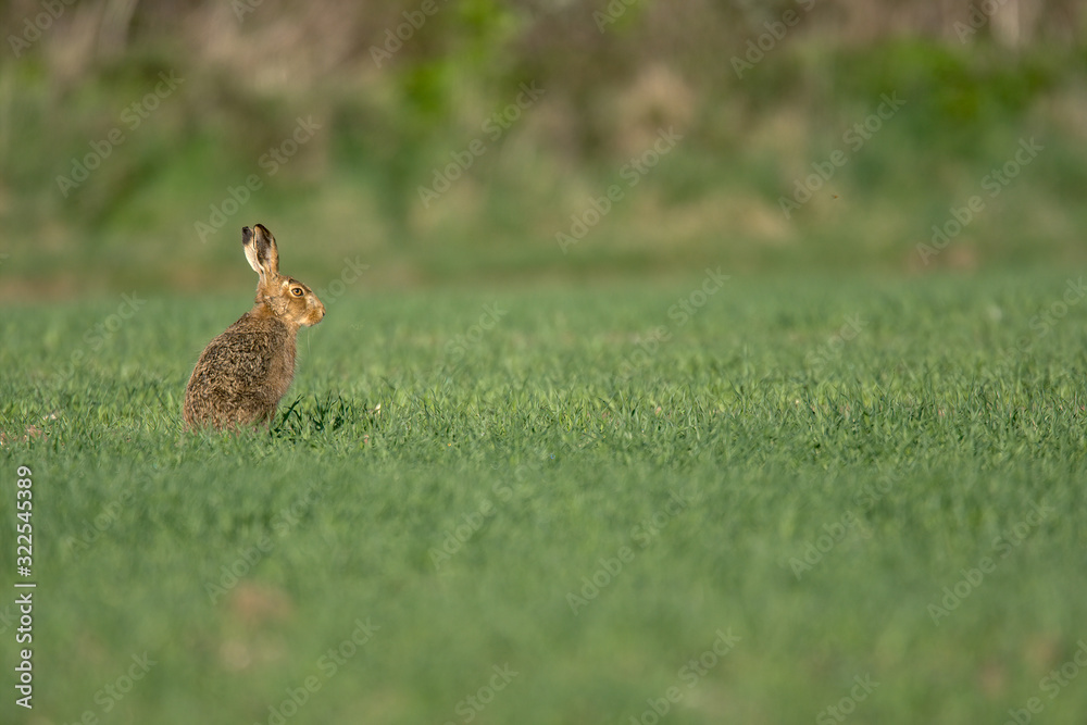 The European hare (Lepus europaeus), also known as the brown hare, is a ...