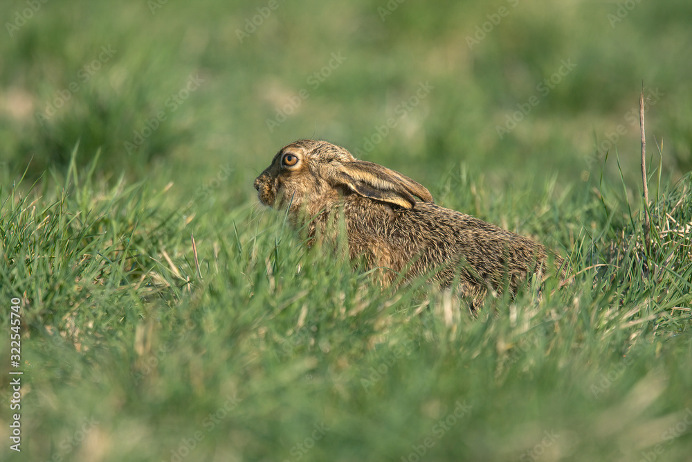 The European hare (Lepus europaeus), also known as the brown hare, is a ...