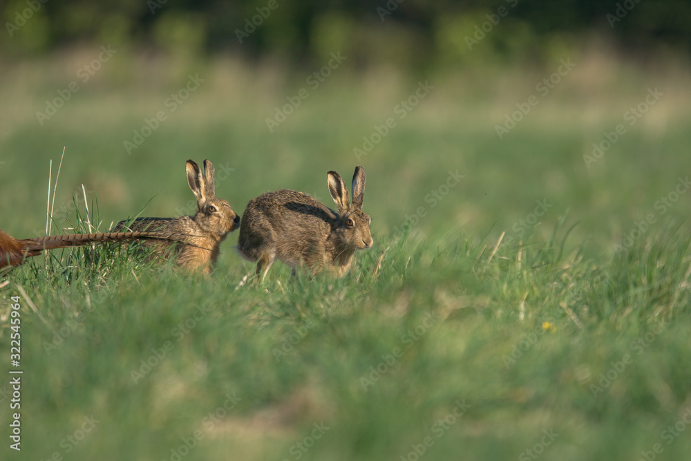 The European hare (Lepus europaeus), also known as the brown hare, is a ...