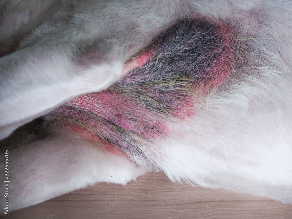 sick dog with inflammation itching and swelling, Dermatitis is a rash ...