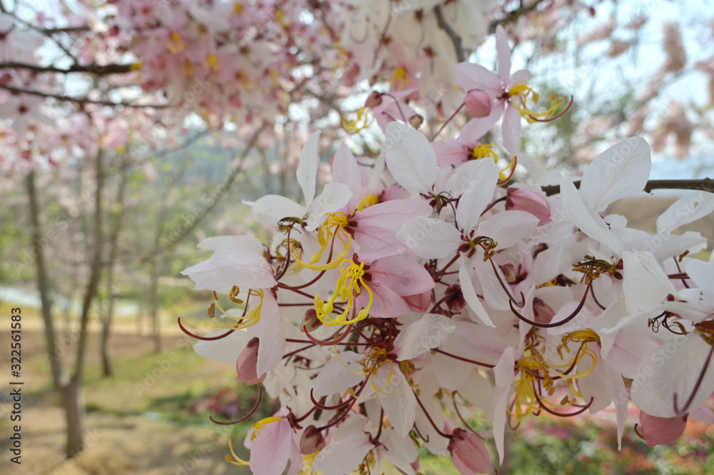 The "Kalapruek" or Pink Cassia bakeriana flower is blooming on a ...