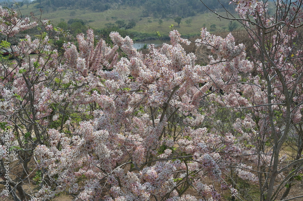 The "Kalapruek" or Pink Cassia bakeriana flower is blooming on a ...