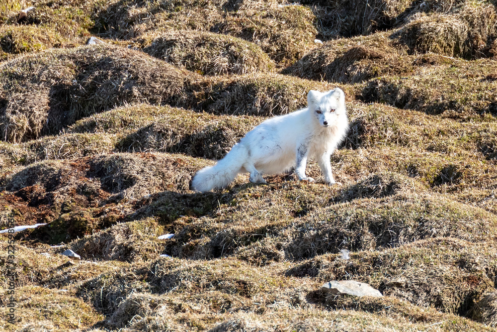 Artic fox with winter coat in Svalbard Stock Photo | Adobe Stock