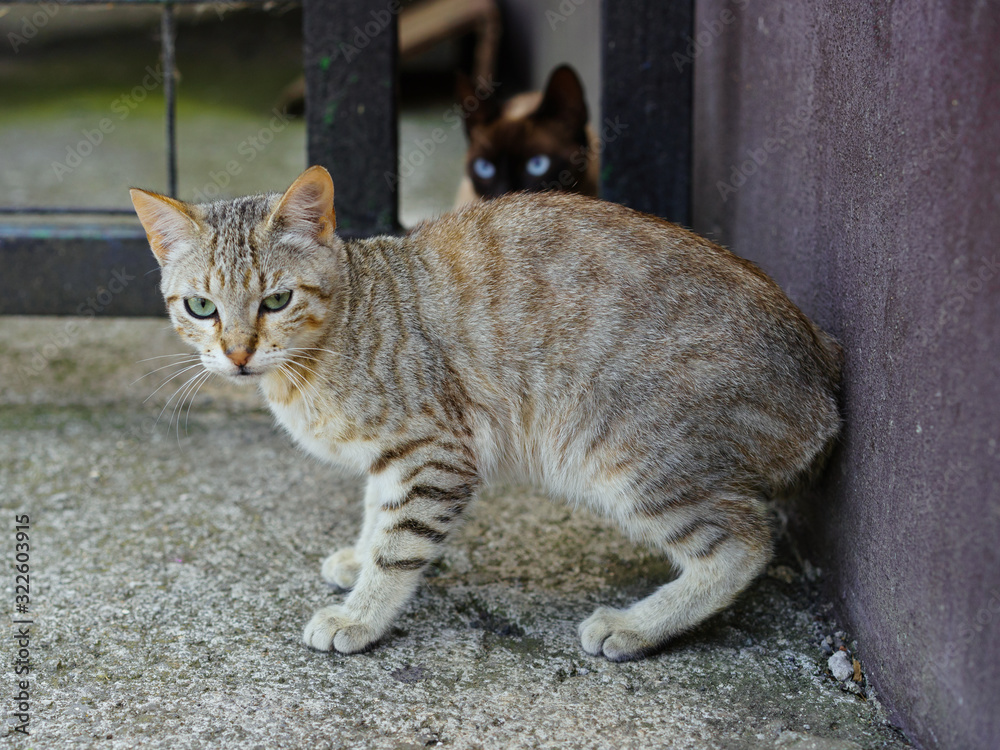 Pair of angry aggressive cats on the city street in daytime. They are ...