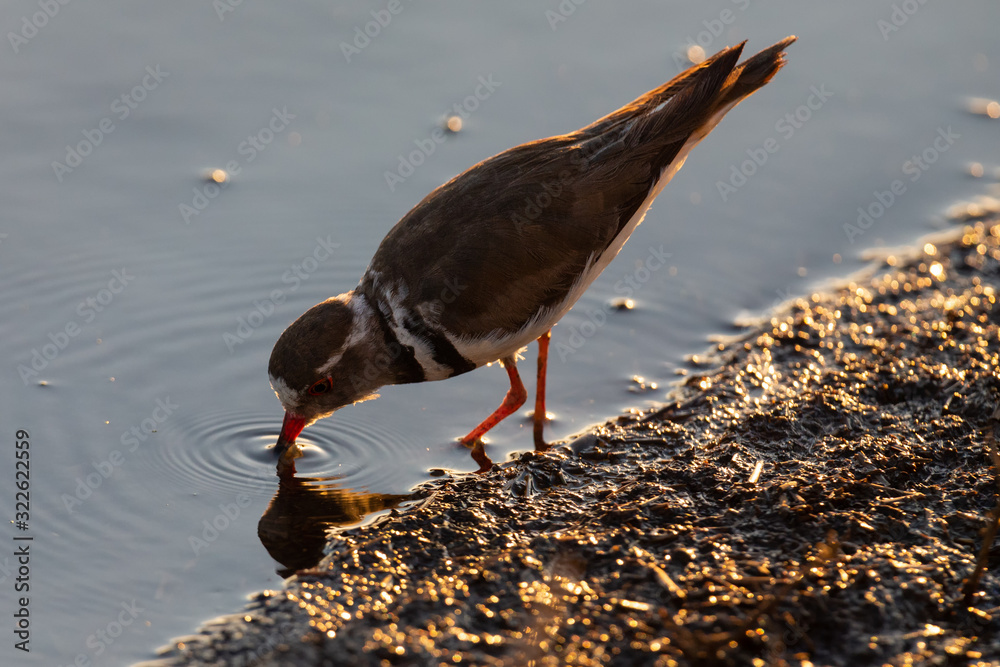 Lone Three-banded Plover foraging for insects in the shallow water ...