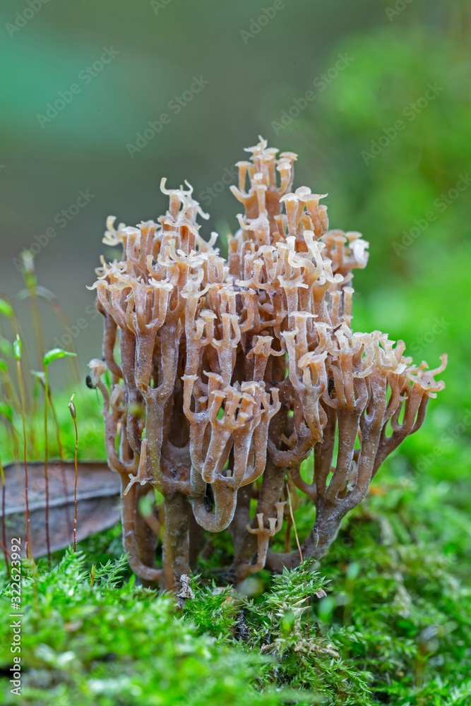 Artomyces pyxidatus is a coral fungus that is commonly called crown ...