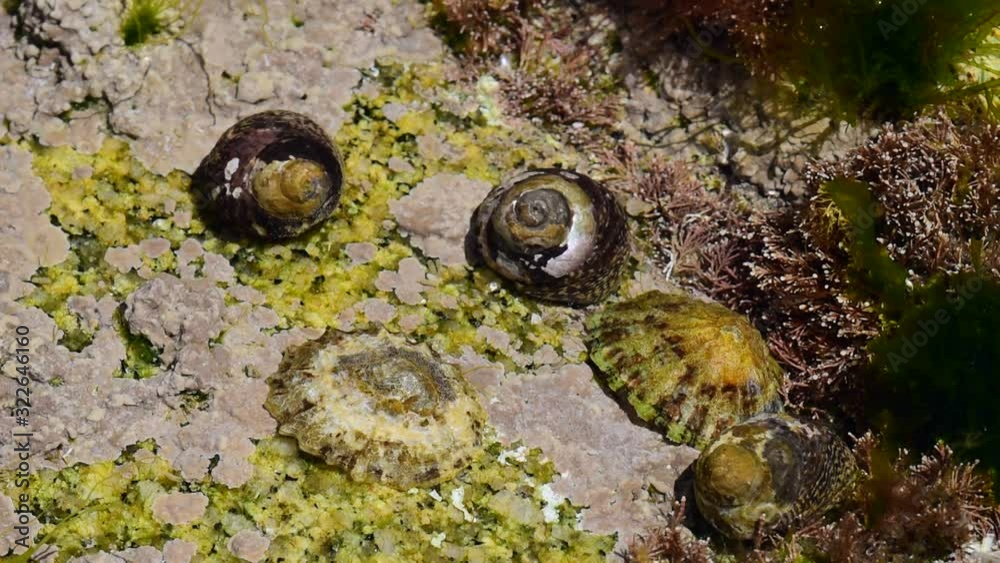 Lined top shells (Phorcus lineatus / Osilinus lineatus) and common ...