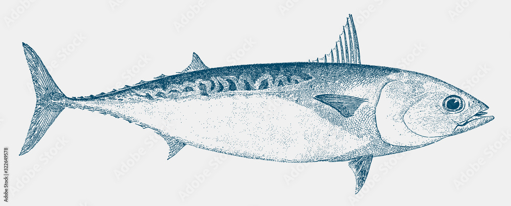 Frigate tuna auxis thazard, fish from the Atlantic, Indian and Pacific ...