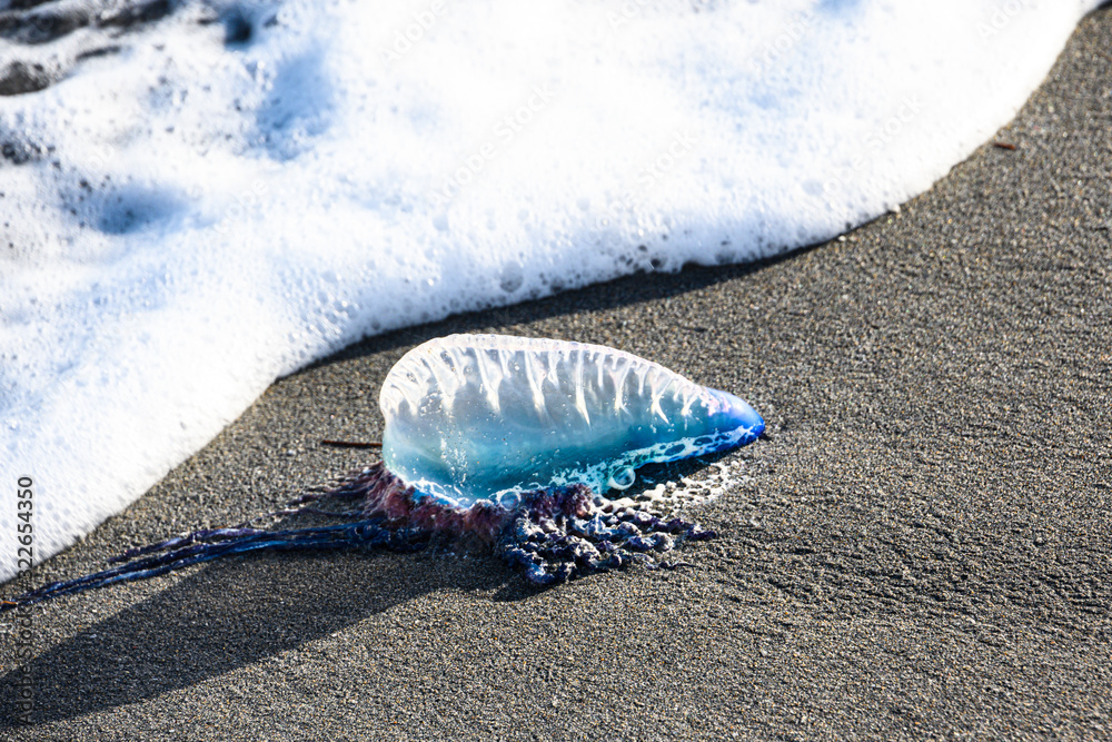 Beached Portuguese Man o' War Stock Photo | Adobe Stock